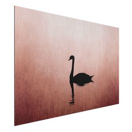 Bilderwelten Alu Dibond Outdoor Bild Natur rot modern wetterfest - Schwan im Sonnenuntergang - Sonnenuntergang Wohnzimmer Schlafzimmer