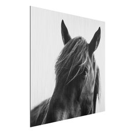 Bilderwelten Alu Dibond Outdoor Bild Tiere schwarz weiss Motiv wetterfest - Neugieriges Pferd - Pferde Wohnzimmer Schlafzimmer