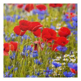 Bilderwelten Alu-Dibond Outdoor Bild Sommerwiese mit Mohn und Kornblumen