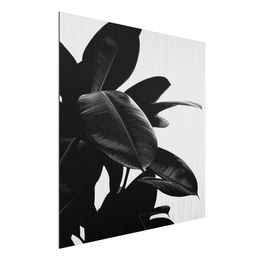 Bilderwelten Alu-Dibond Outdoor Bild Gummibaum Bl&auml;tter Schwarz Wei&szlig;