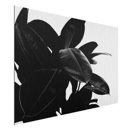Bilderwelten Alu Dibond Outdoor Bild schwarz weiss Tropisch wetterfest - Gummibaum Bl&auml;tter Schwarz Wei&szlig; - Deko Wohnzimmer Schlafzimmer