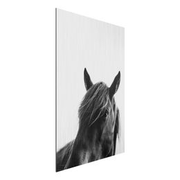 Bilderwelten Alu Dibond Outdoor Bild Tiere schwarz weiss Motiv wetterfest - Neugieriges Pferd - Pferde Wohnzimmer Schlafzimmer