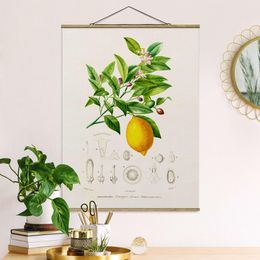 Bilderwelten Stoffbild - Hochformat Botanik Vintage Illustration Zitrone