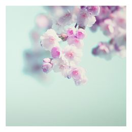 Bilderwelten Alu-Dibond Outdoor Bild Farbenfrohe Kirschbl&uuml;ten