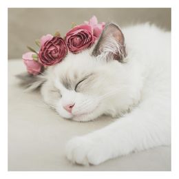 Bilderwelten Alu-Dibond Outdoor Bild Schlafende Katze mit Rosen