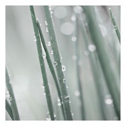 Bilderwelten Alu-Dibond Outdoor Bild Makroaufnahme Wasserperlen am Gras