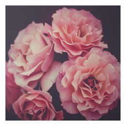 Bilderwelten Alu-Dibond Outdoor Bild Rosentr&auml;ume
