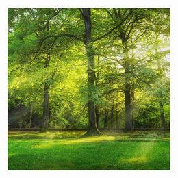 Bilderwelten Alu-Dibond Outdoor Bild Spaziergang im Wald