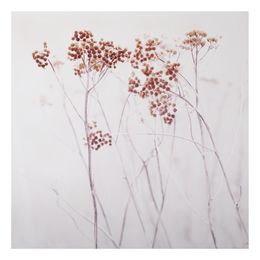 Bilderwelten Alu-Dibond Outdoor Bild Isl&auml;ndische Wildblumen