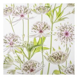 Bilderwelten Alu-Dibond Outdoor Bild Gro&szlig;e Sterndolden