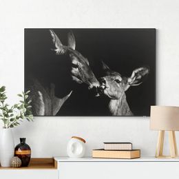 Bilderwelten Wechselbild Rehe vor Schwarz