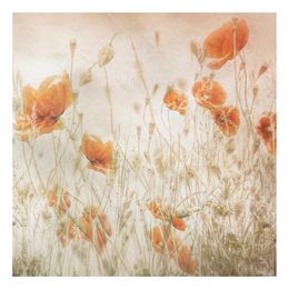 Bilderwelten Alu-Dibond Outdoor Bild Mohnblumen und Gr&auml;ser im Feld