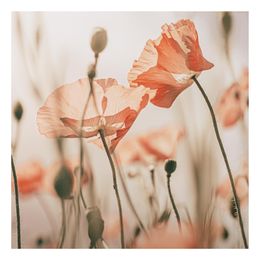 Bilderwelten Alu-Dibond Outdoor Bild Mohnbl&uuml;ten im Sommerwind
