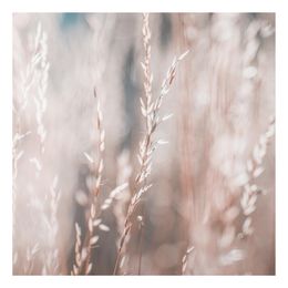 Bilderwelten Alu-Dibond Outdoor Bild Wilde Wiese