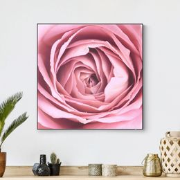 Bilderwelten Wechselbild Rosa Rosenbl&uuml;te