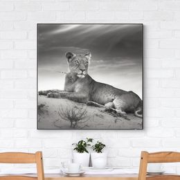 Bilderwelten Wechselbild Resting Lion