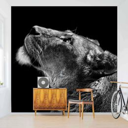 Bilderwelten Fototapete Tiere Motiv Wandtapete schwarz weiss - Portrait einer L&ouml;win - L&ouml;we Wohnzimmer Schlafzimmer