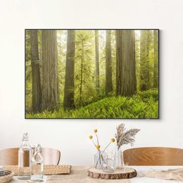 Bilderwelten Wechselbild Redwood State Park Waldblick