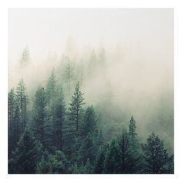 Bilderwelten Alu-Dibond Outdoor Bild Wald im Nebel Erwachen