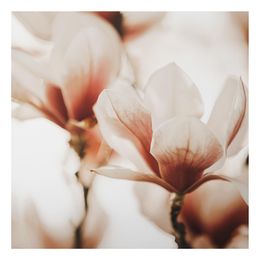 Bilderwelten Alu-Dibond Outdoor Bild Zarte Magnolienbl&uuml;ten im Lichtspiel