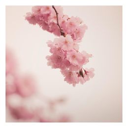 Bilderwelten Alu-Dibond Outdoor Bild Zartrosane Fr&uuml;hlingsbl&uuml;te mit Bokeh