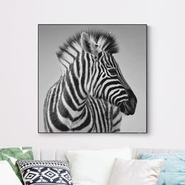 Bilderwelten Wechselbild Zebra Baby Portrait II