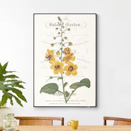 Bilderwelten Wechselbild Botanisches Tableau - K&ouml;nigskerze