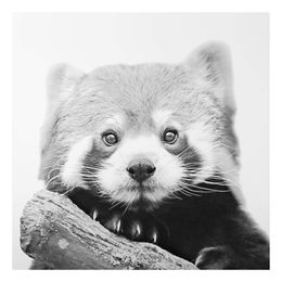 Bilderwelten Alu-Dibond Outdoor Bild Roter Panda in Schwarz-wei&szlig;