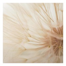 Bilderwelten Alu-Dibond Outdoor Bild Weiche Pusteblume