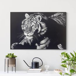 Bilderwelten Wechselbild Tiger im Sonnenlicht vor Schwarz