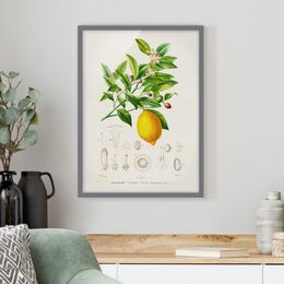 Bild mit Rahmen Botanik Vintage Illustration Zitrone