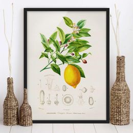 Bild mit Rahmen Botanik Vintage Illustration Zitrone