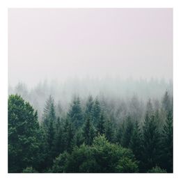 Bilderwelten Alu-Dibond Outdoor Bild Wald im Nebel D&auml;mmerung