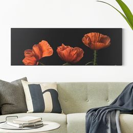 Bilderwelten Wechselbild Mohnblumen um Mitternacht