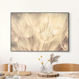Bilderwelten Wechselbild Pusteblumen Nahaufnahme in wohnlicher Sepia T&ouml;nung