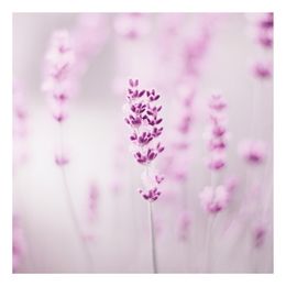 Bilderwelten Alu-Dibond Outdoor Bild Zartvioletter Lavendel