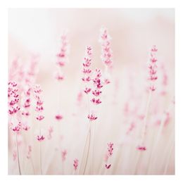 Bilderwelten Alu-Dibond Outdoor Bild Zartrosaner Lavendel