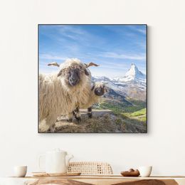 Bilderwelten Wechselbild Schwarznasenschafe von Zermatt