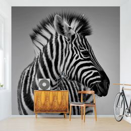 Bilderwelten Fototapete Tiere modern Wandtapete einzigartig - Zebra Baby Portrait II - Zebra Wohnzimmer Schlafzimmer