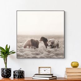Bilderwelten Wechselbild Island Wildpferde