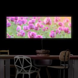 LED-Wechselbild Violette Schlafmohn Blumenwiese im Fr&uuml;hling