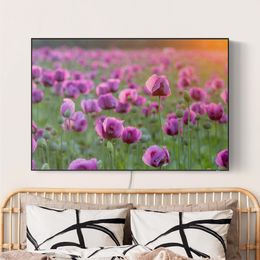 Bilderwelten LED-Wechselbild Violette Schlafmohn Blumenwiese im Fr&uuml;hling