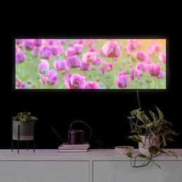 Bilderwelten LED-Wechselbild Violette Schlafmohn Blumenwiese im Fr&uuml;hling