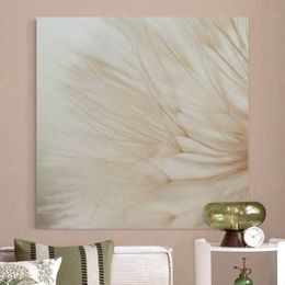 Akustikbild Weiche Pusteblume