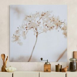 Akustikbild Zarte hellgelbe Trockenblume
