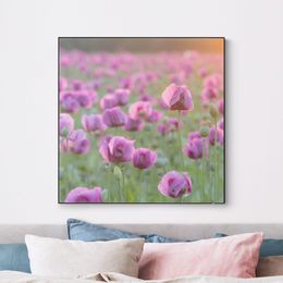Wechselbild Violette Schlafmohn Blumenwiese im Fr&uuml;hling