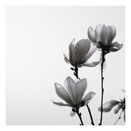 Bilderwelten Alu-Dibond Outdoor Bild Fr&uuml;hlingsbote Magnolie Schwarz Wei&szlig;