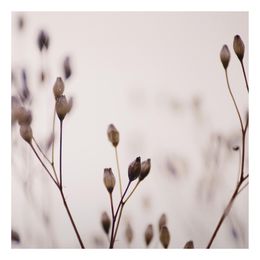 Bilderwelten Alu-Dibond Outdoor Bild Dunkle Knospen am Wildblumenzweig