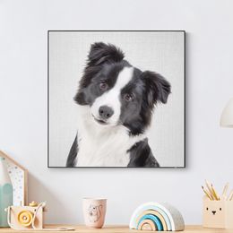 Bilderwelten Wechselbild Bordercollie Benni