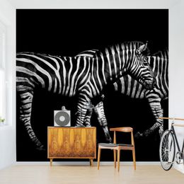 Bilderwelten Fototapete Zebra vor Schwarz - Vliestapete nach Ma&szlig; Schwarz-Wei&szlig; Tiere Wohnzimmer Schlafzimmer Bad Badezimmer K&uuml;che Flur Esszimmer Schwarz/Wei&szlig;